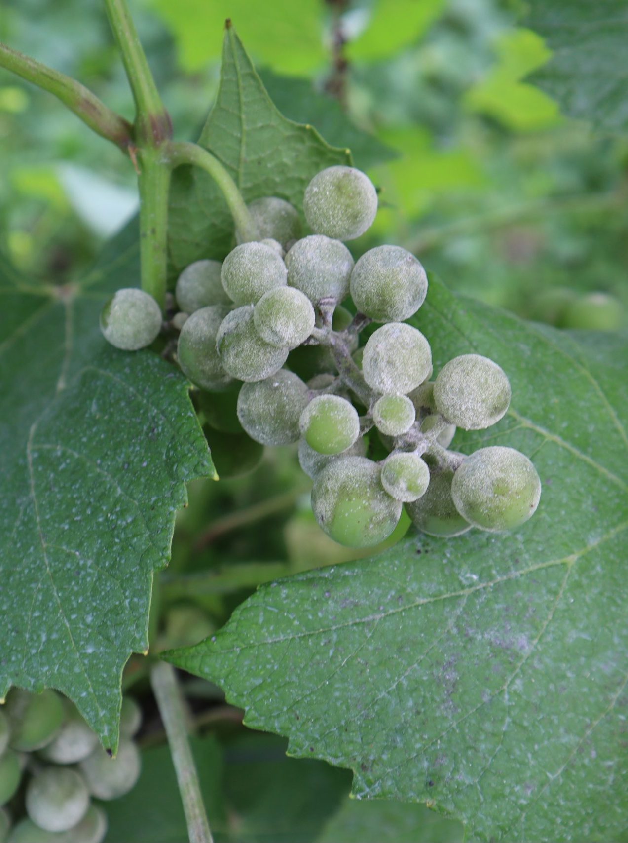 Grape – Holland Lab